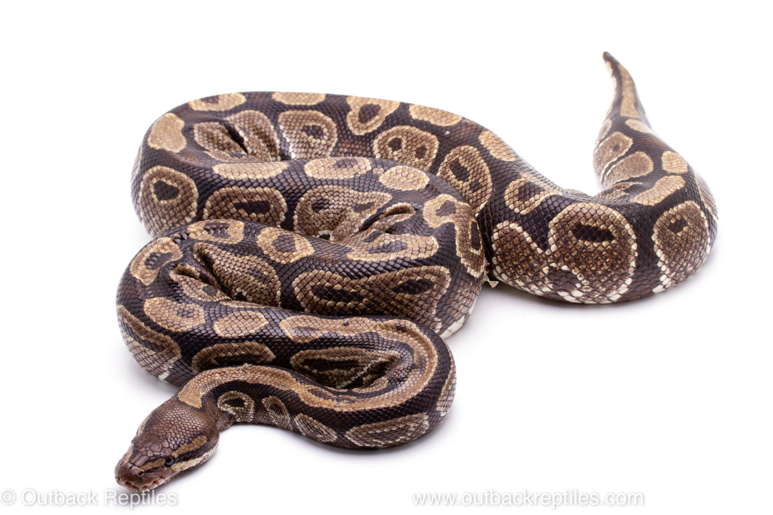 Out of Africa Ball Pythons | Outback Reptiles