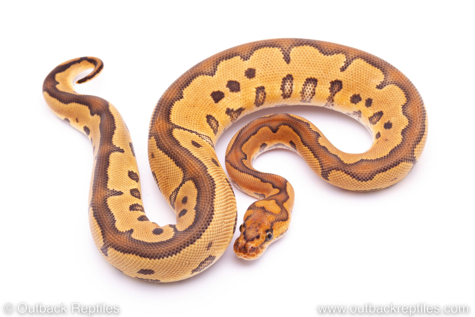 Captive Bred | Outback Reptiles
