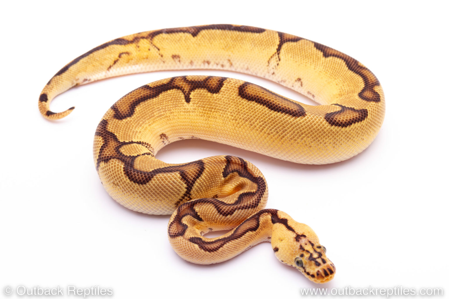 Captive Bred | Outback Reptiles