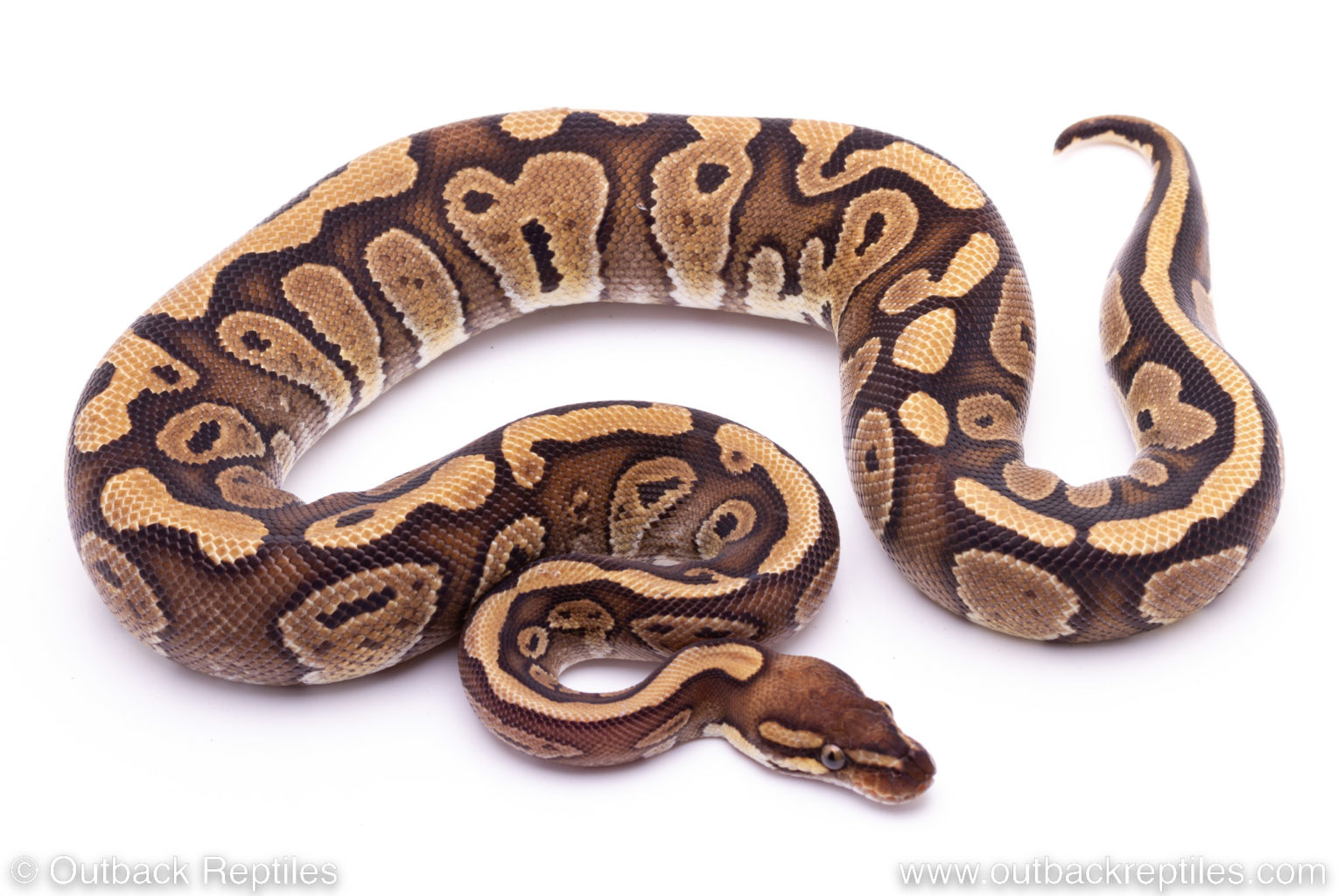 Captive Bred | Outback Reptiles