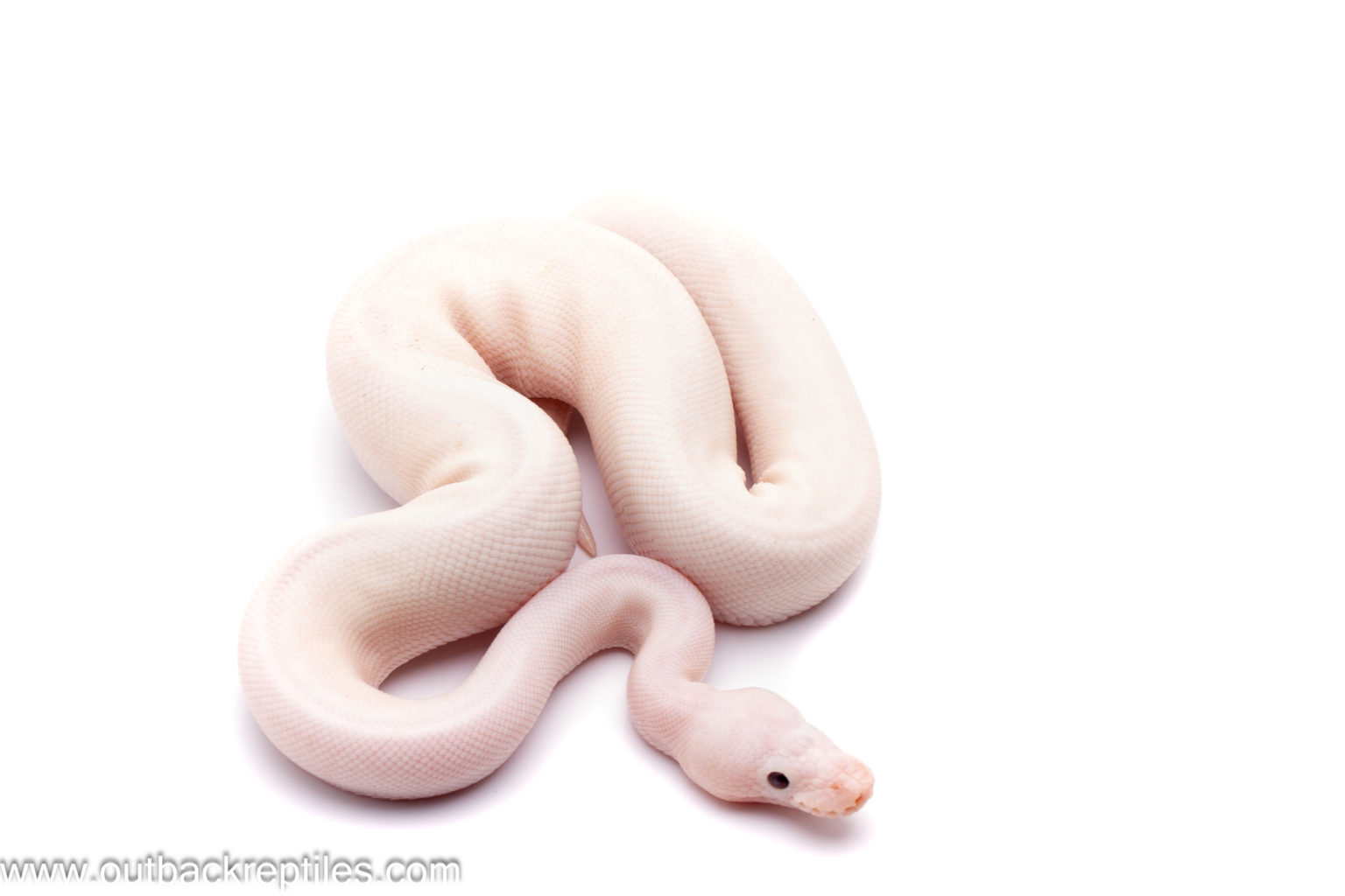 Captive Bred | Outback Reptiles