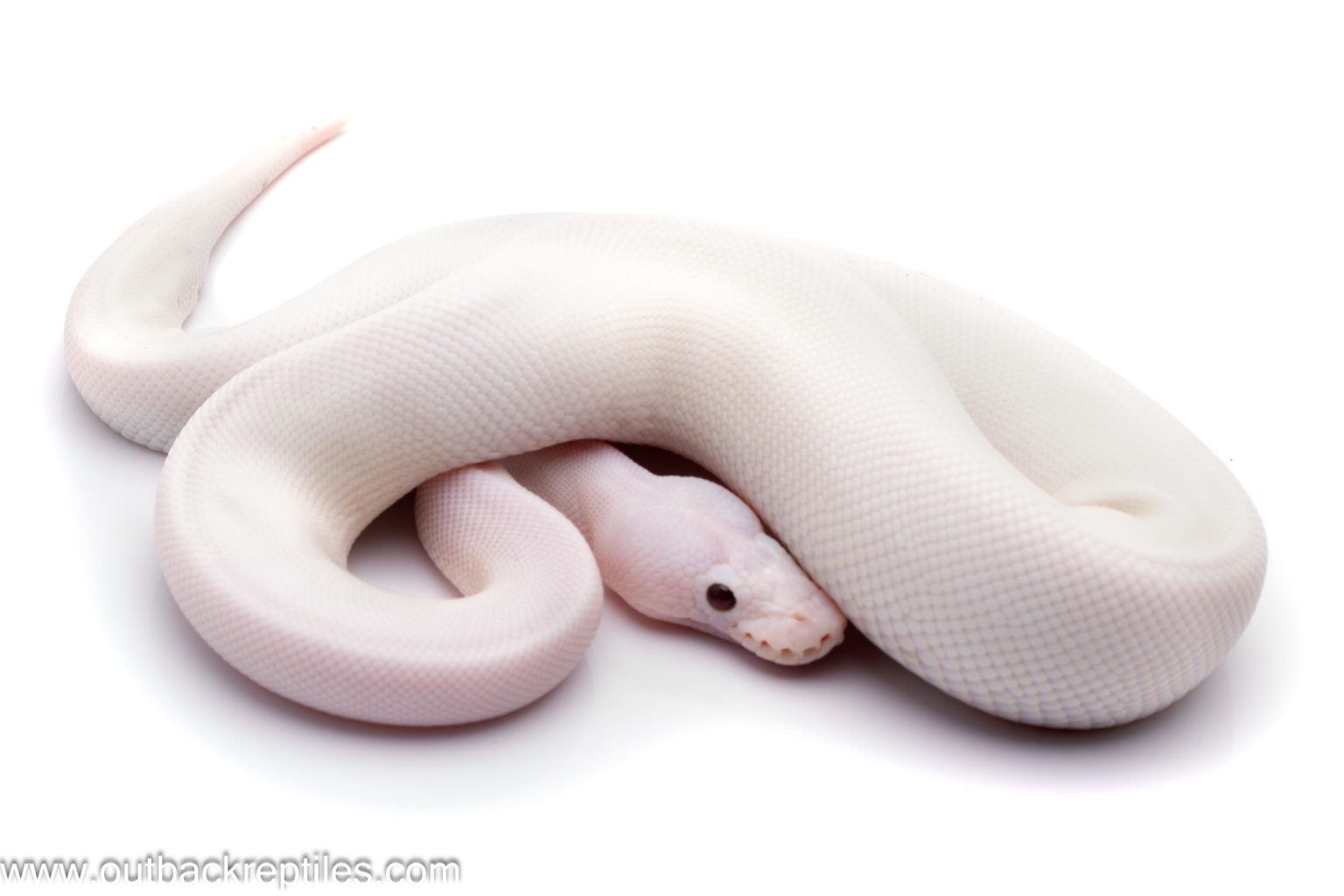 Captive Bred | Outback Reptiles