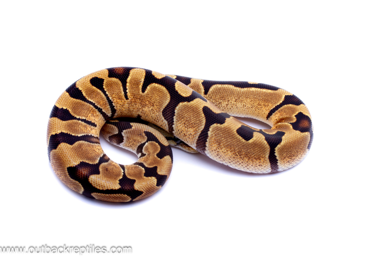 Captive Bred | Outback Reptiles