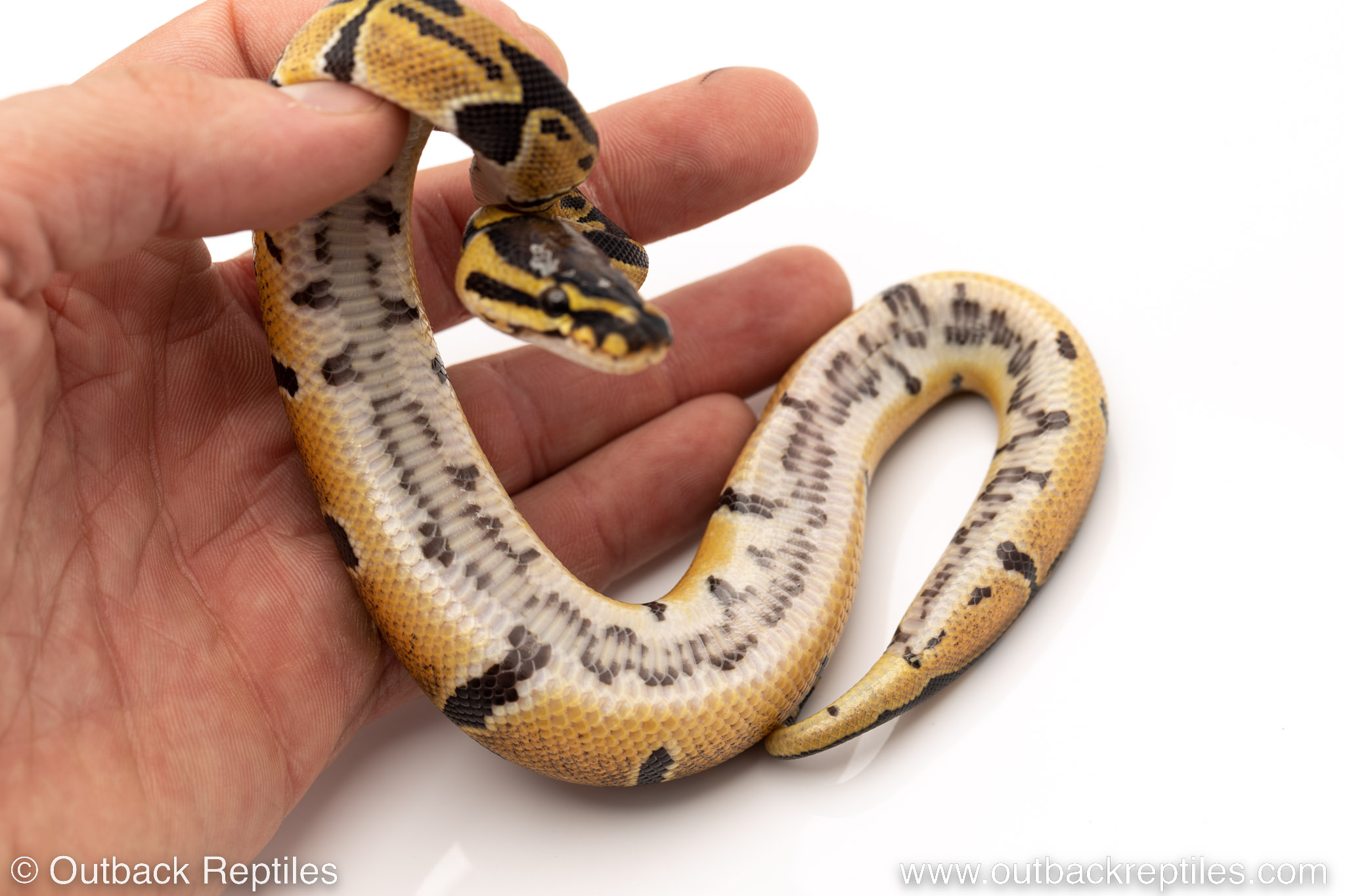 African Import Dinker Ball Python 17-7 | Outback Reptiles