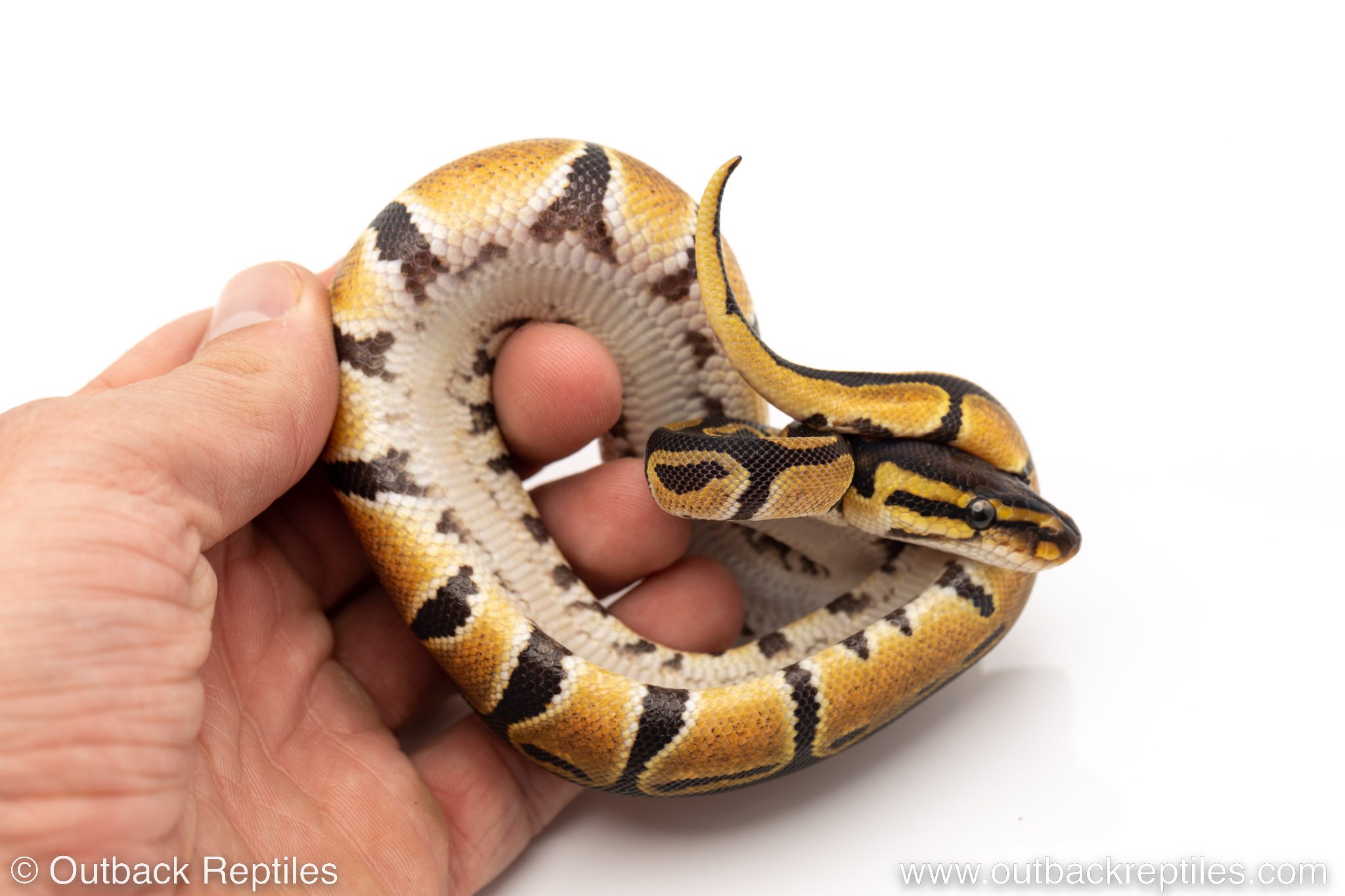 African Import Dinker Ball Python 52-4 | Outback Reptiles