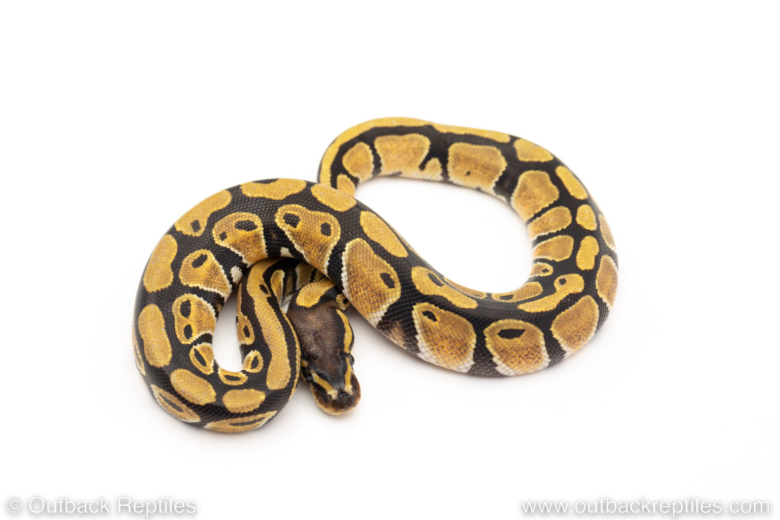 Ball Pythons for Sale | Outback Reptiles