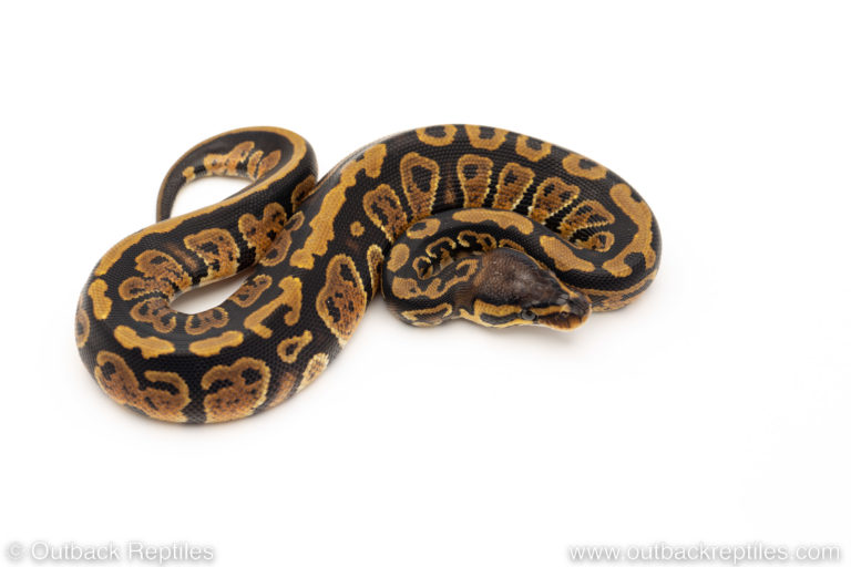 Ball Pythons for Sale | Outback Reptiles
