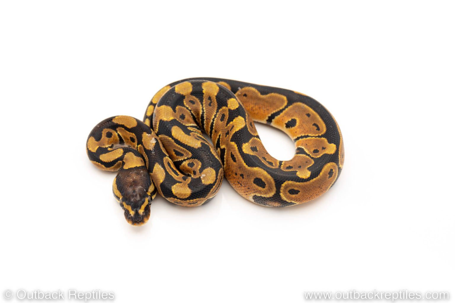 Out of Africa Ball Pythons | Outback Reptiles