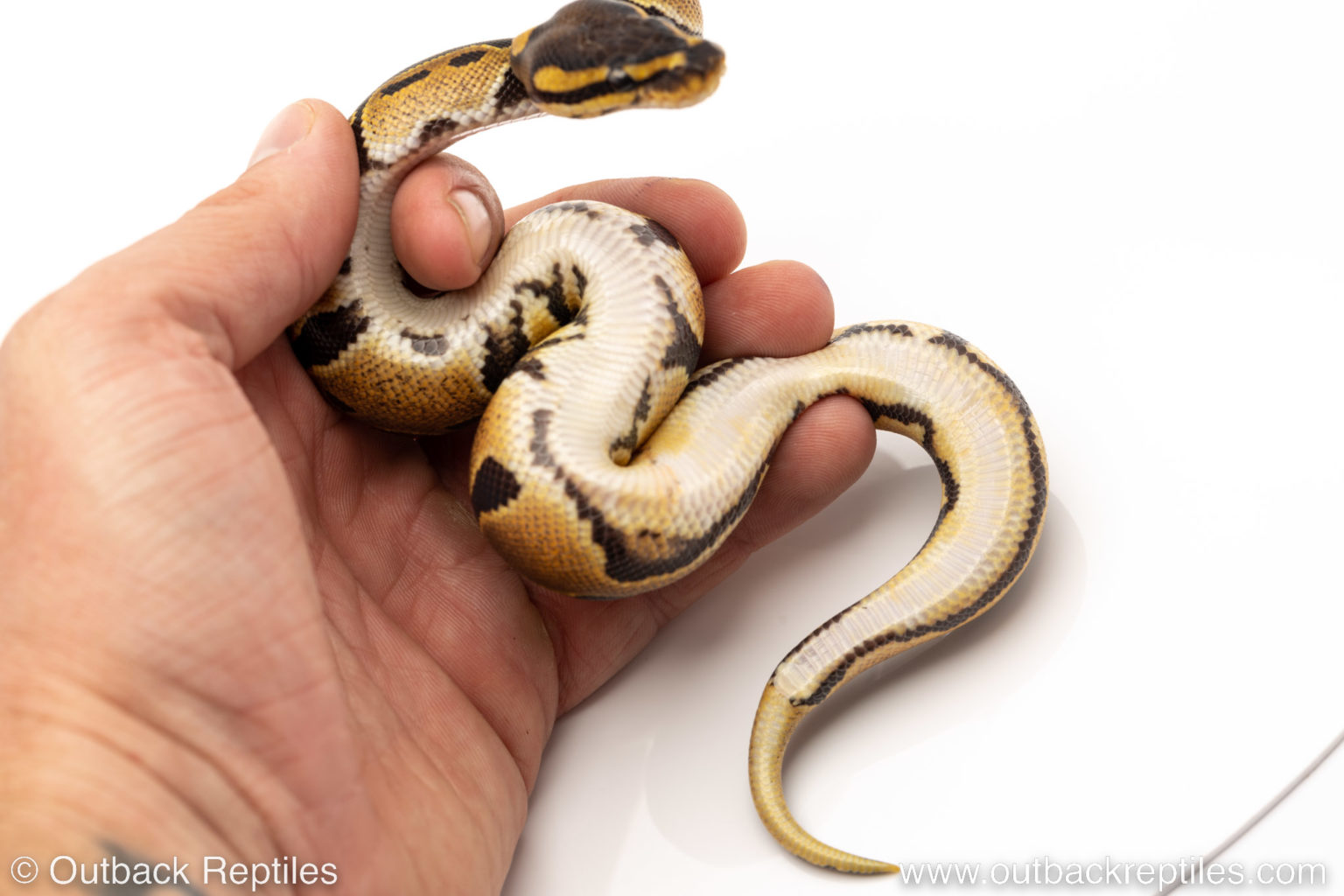 Out of Africa Ball Pythons | Outback Reptiles