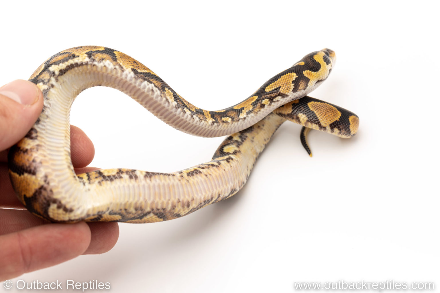 Out of Africa Ball Pythons | Outback Reptiles