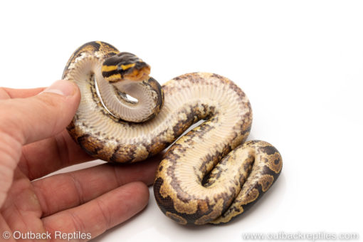 Outback Reptiles - Live Reptiles for Sale!