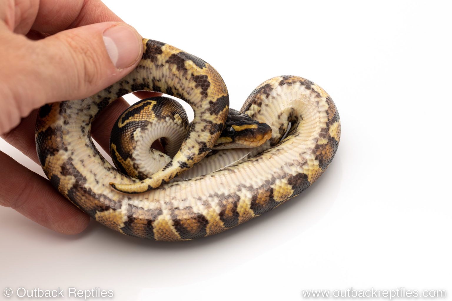 Out of Africa Ball Pythons | Outback Reptiles