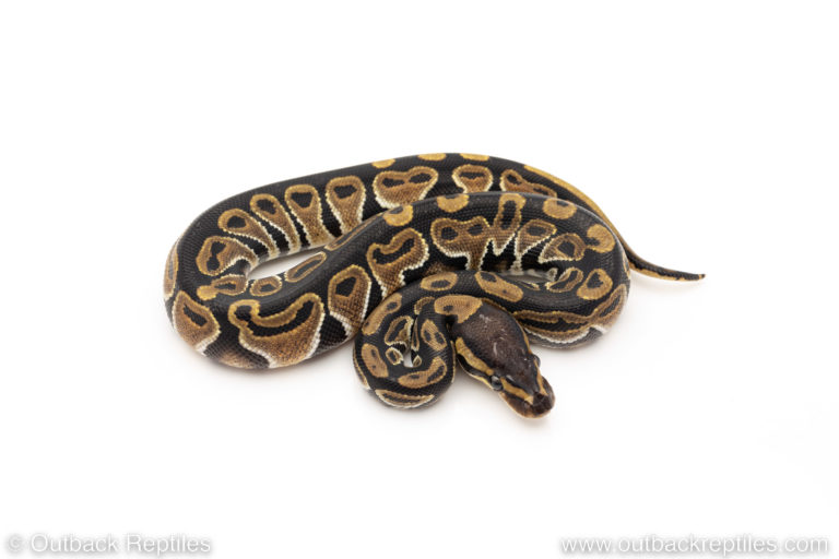 Out of Africa Ball Pythons | Outback Reptiles