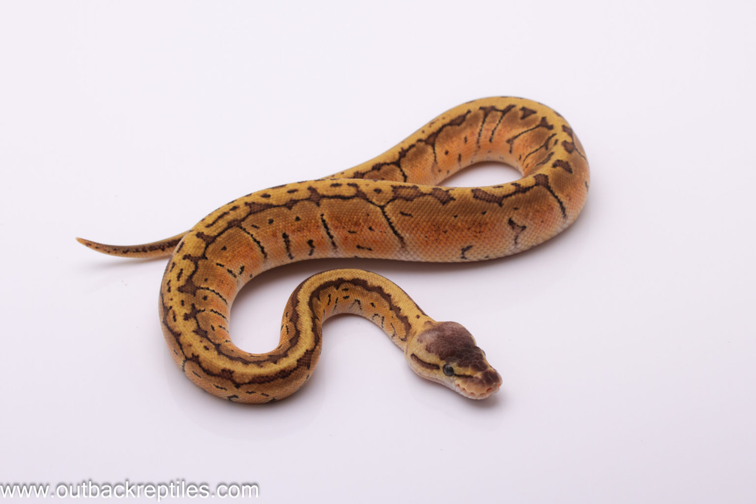 Captive Bred | Outback Reptiles