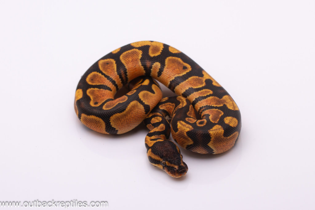 Captive Bred | Outback Reptiles