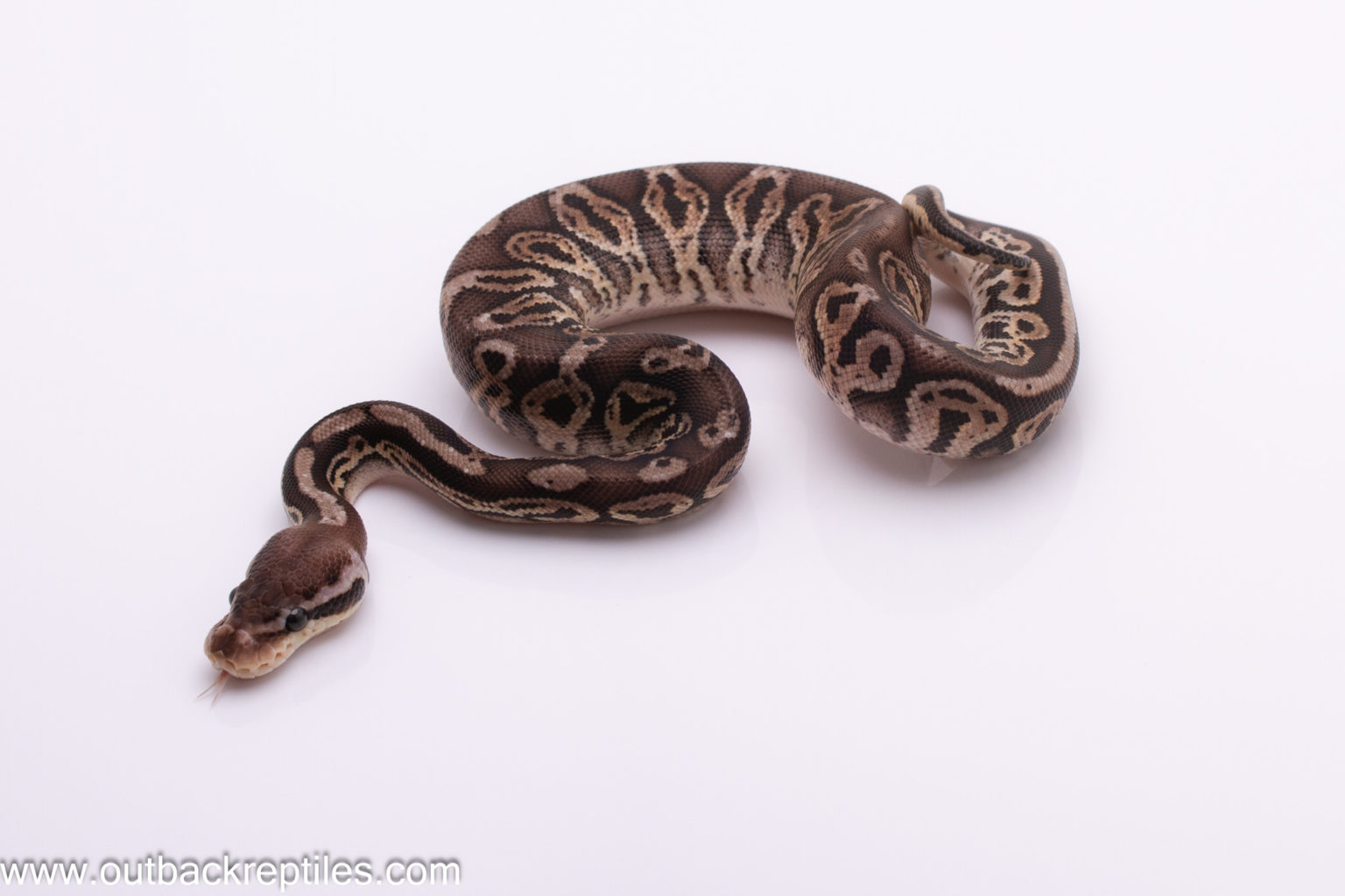 Captive Bred | Outback Reptiles