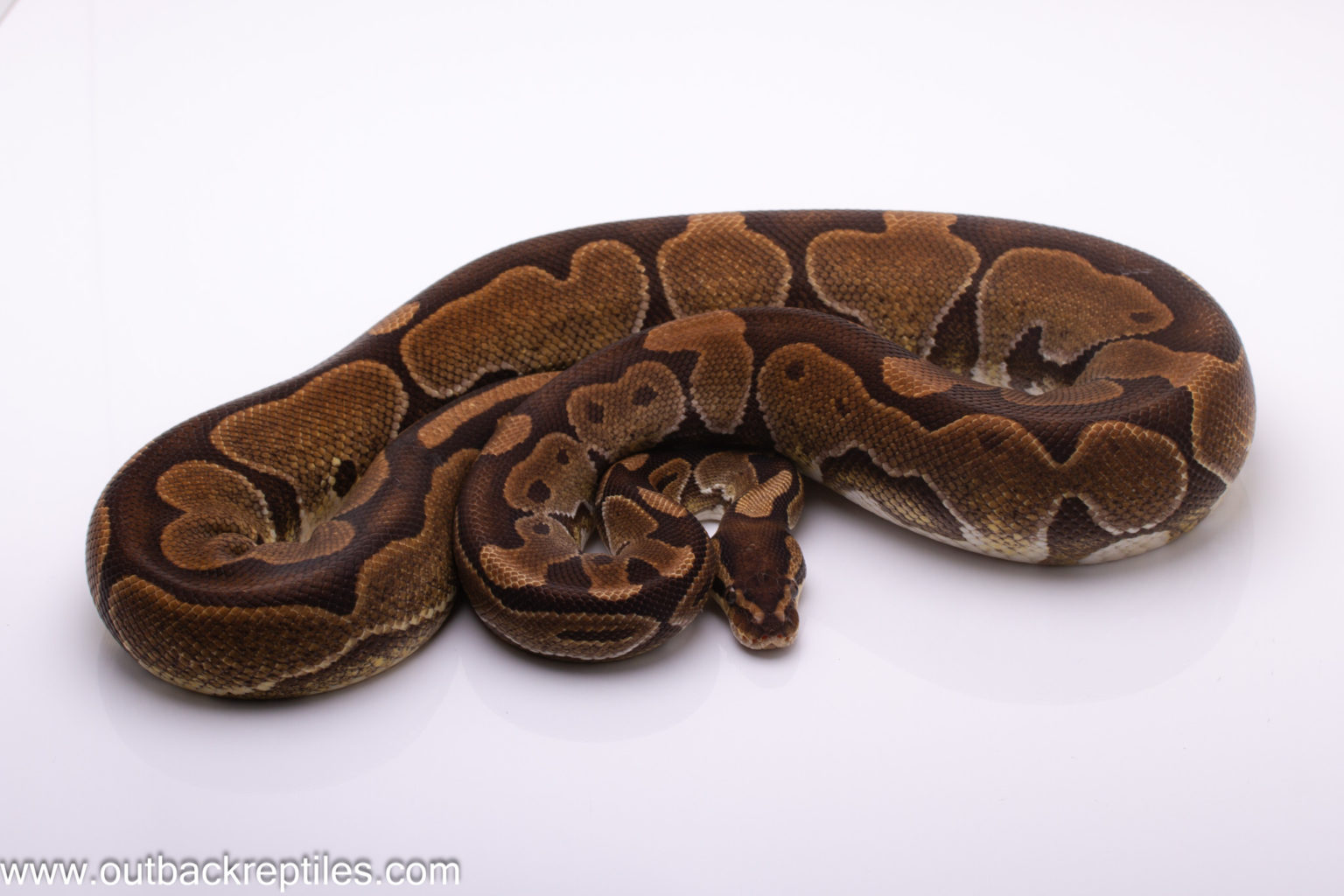 Captive Bred | Outback Reptiles