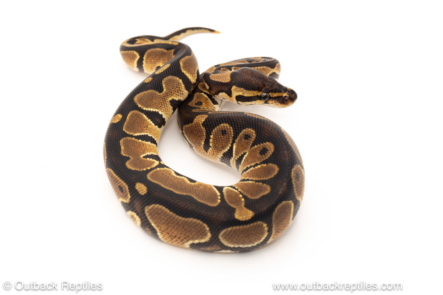 Out of Africa Ball Pythons | Outback Reptiles