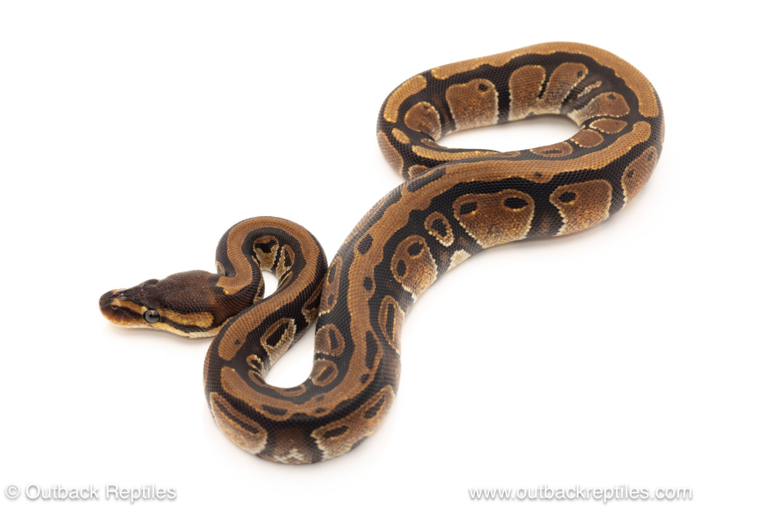Out of Africa Ball Pythons | Outback Reptiles
