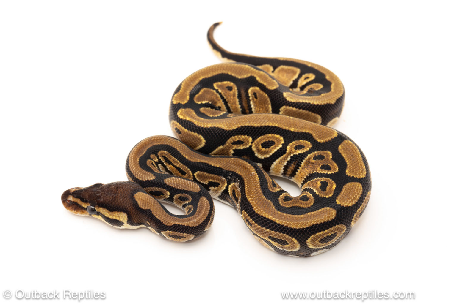 Out of Africa Ball Pythons | Outback Reptiles