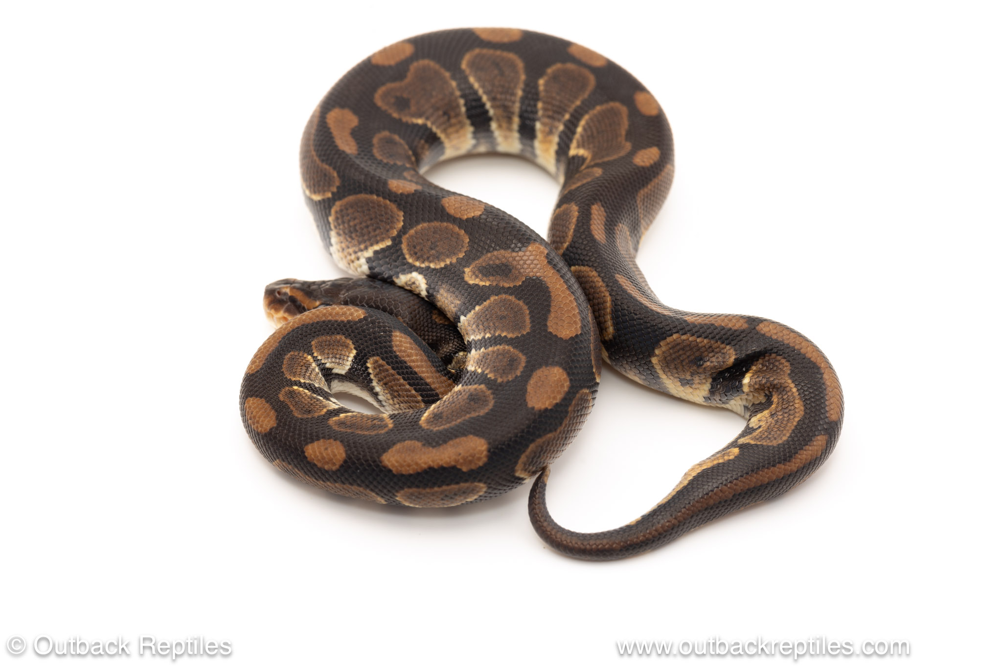 Africa Import dinker ball python SP 50 | Outback Reptiles