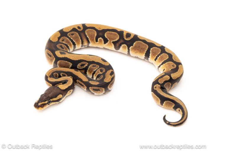 Out of Africa Ball Pythons | Outback Reptiles
