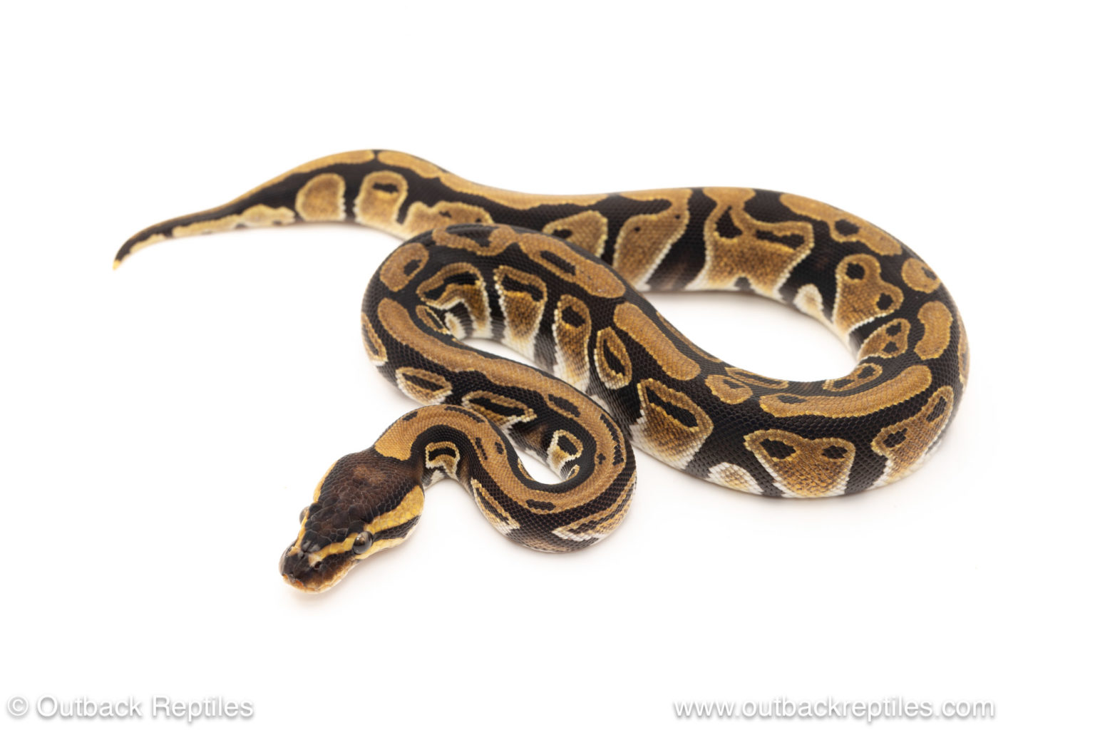 Africa Import dinker ball python SP 53 | Outback Reptiles