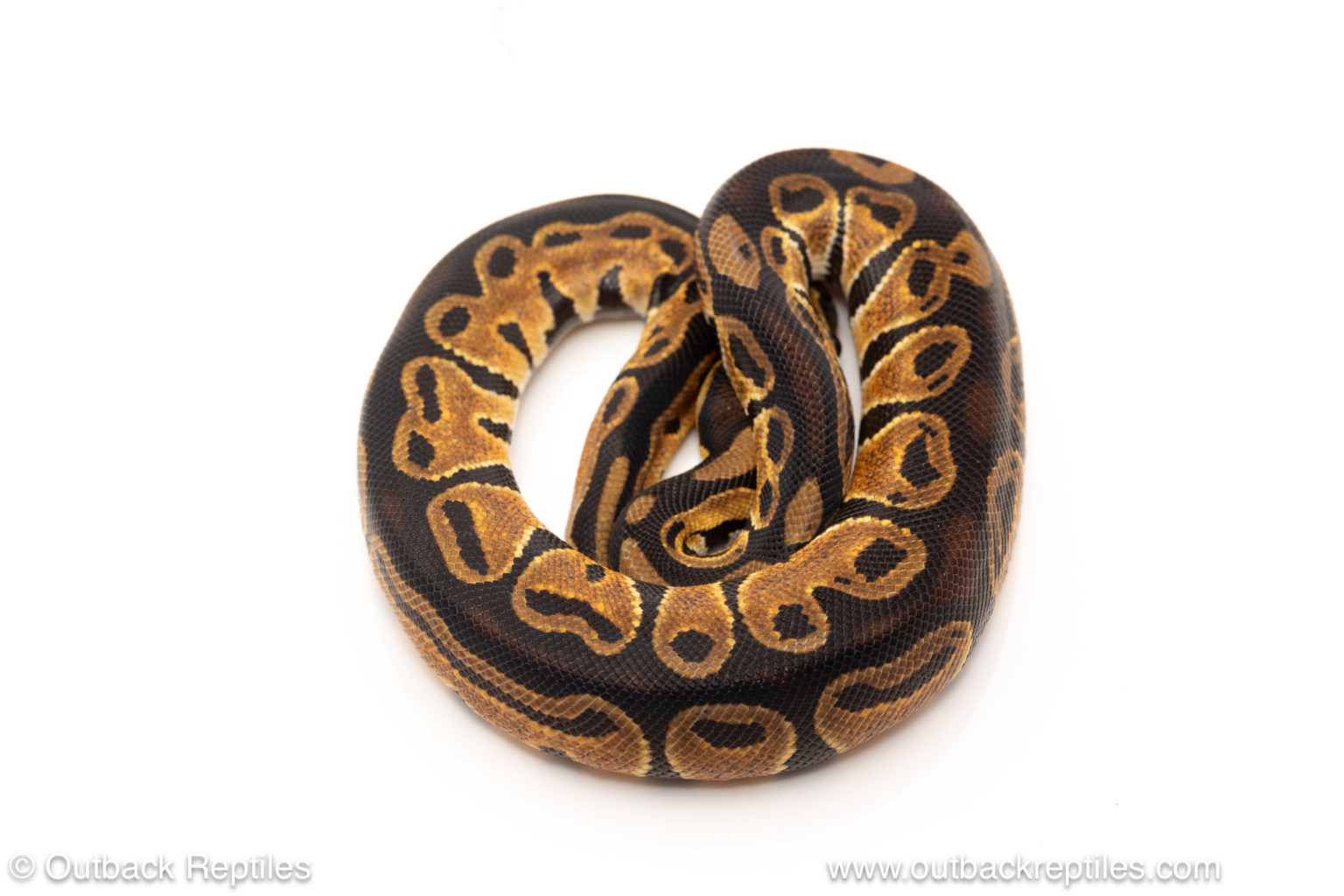 Out of Africa Ball Pythons | Outback Reptiles