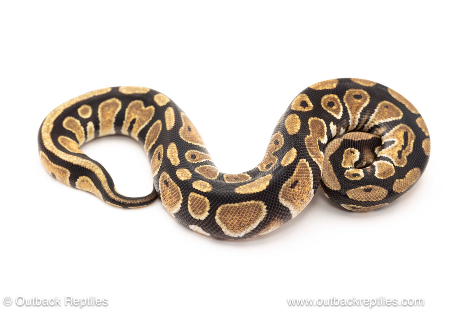 Out of Africa Ball Pythons | Outback Reptiles