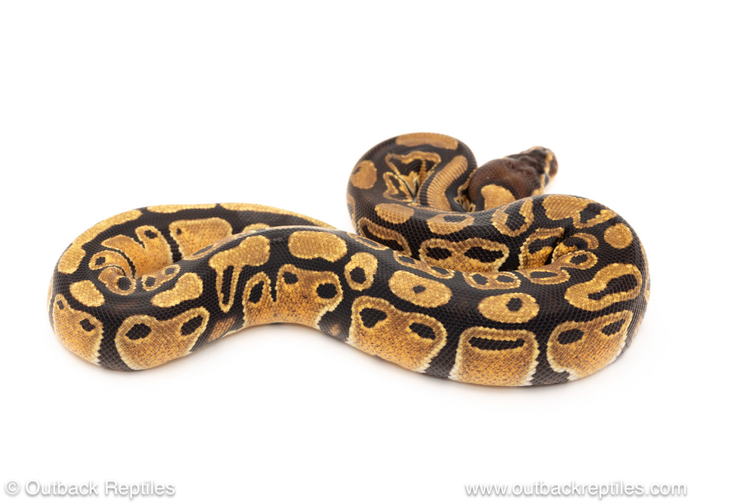 Out of Africa Ball Pythons | Outback Reptiles