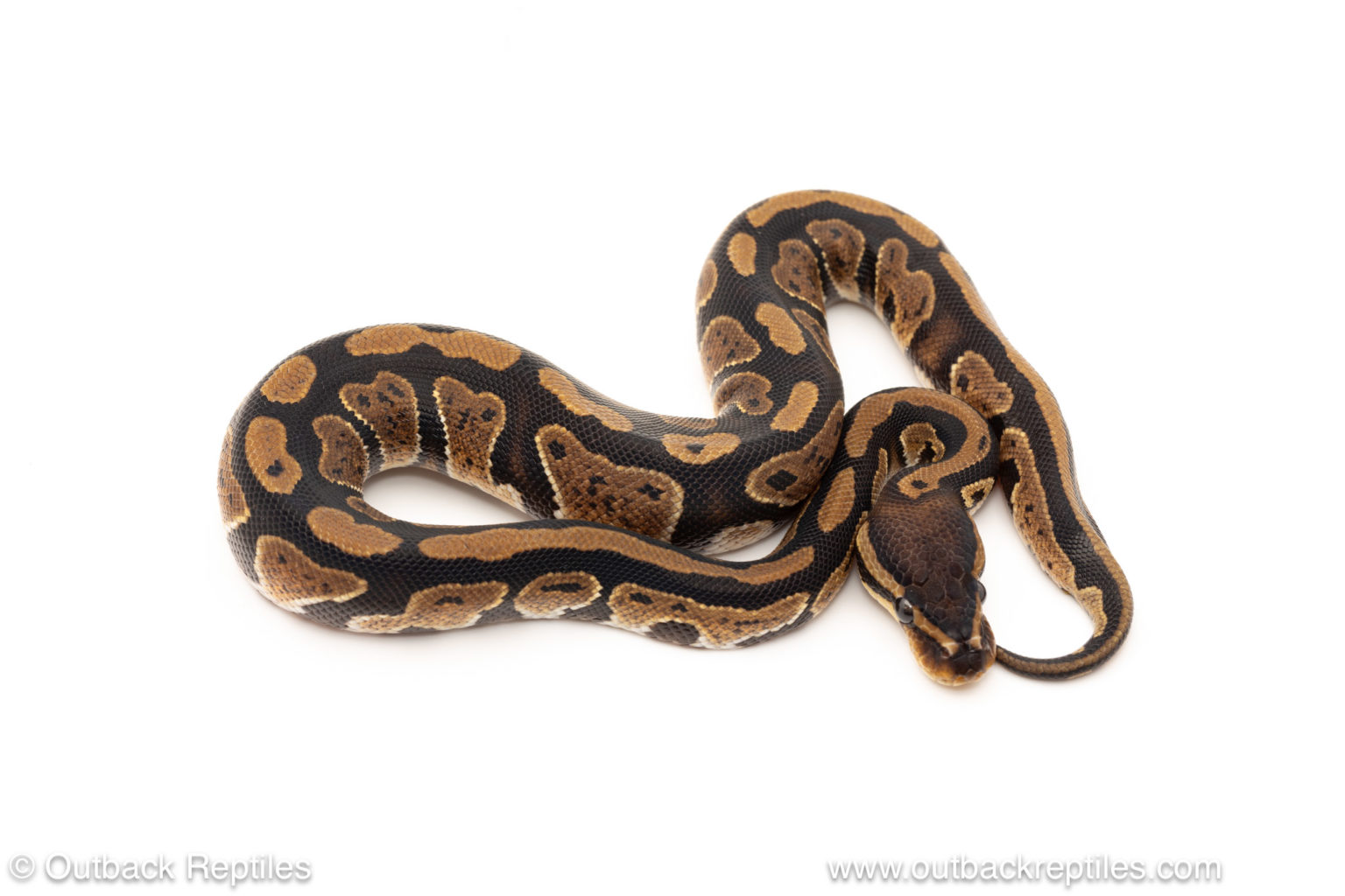 Out of Africa Ball Pythons | Outback Reptiles