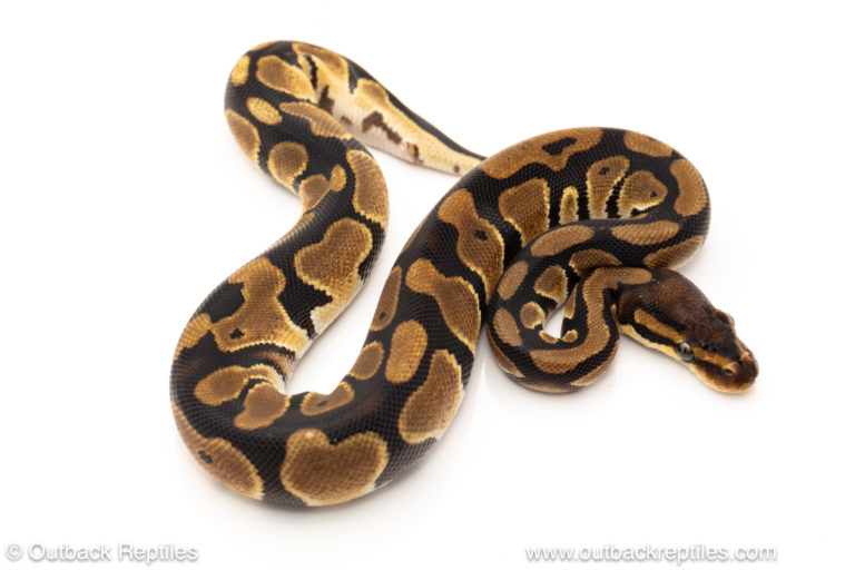 Out of Africa Ball Pythons | Outback Reptiles