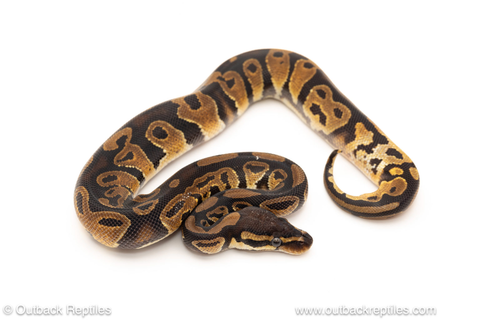 Out of Africa Ball Pythons | Outback Reptiles