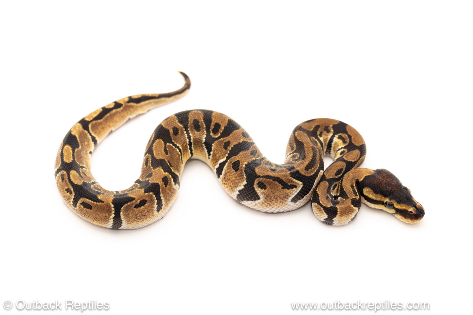 Out of Africa Ball Pythons | Outback Reptiles