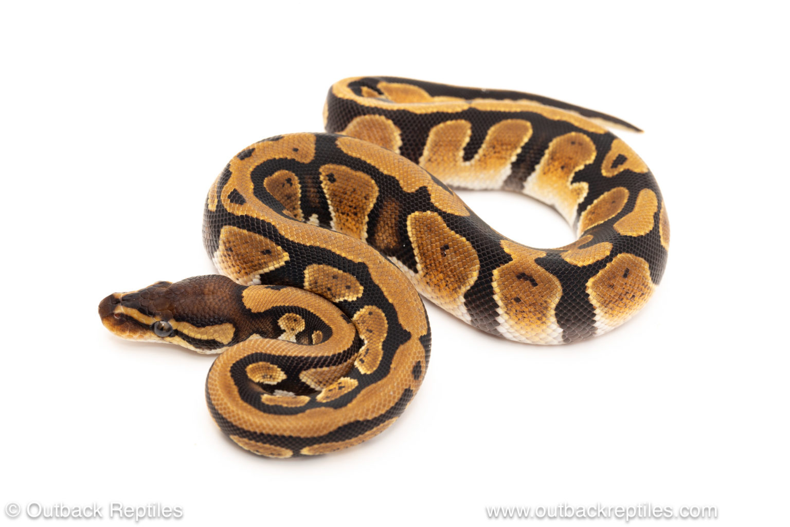 Out of Africa Ball Pythons | Outback Reptiles