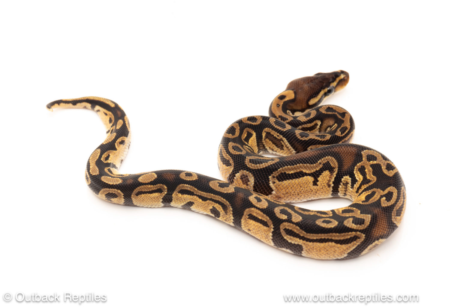 Out of Africa Ball Pythons | Outback Reptiles