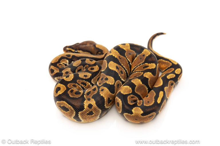 Out of Africa Ball Pythons | Outback Reptiles