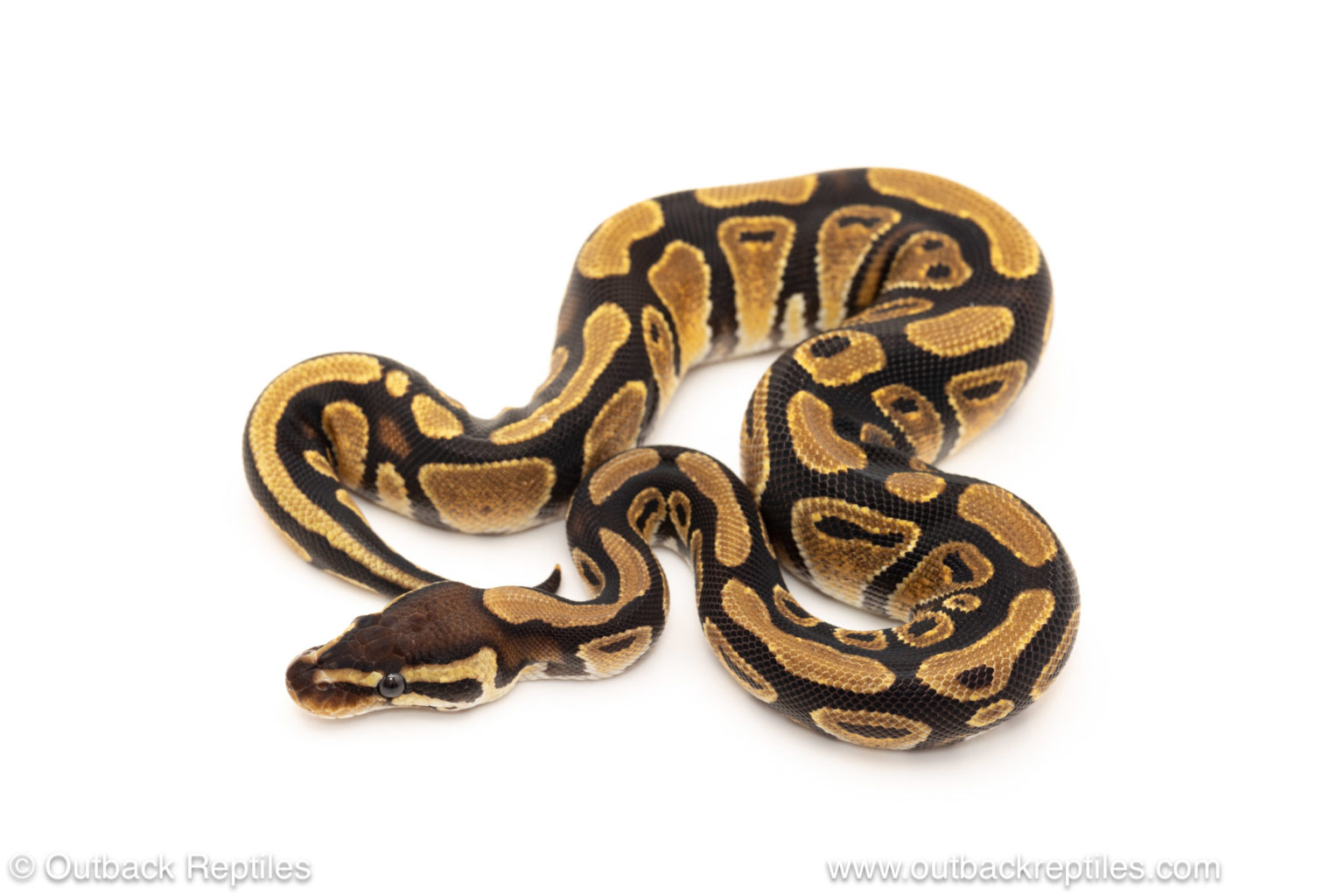 Out of Africa Ball Pythons | Outback Reptiles
