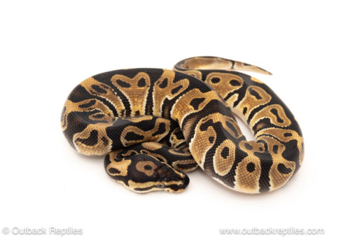 Out of Africa Ball Pythons | Outback Reptiles