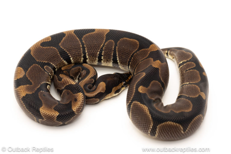 Out of Africa Ball Pythons | Outback Reptiles
