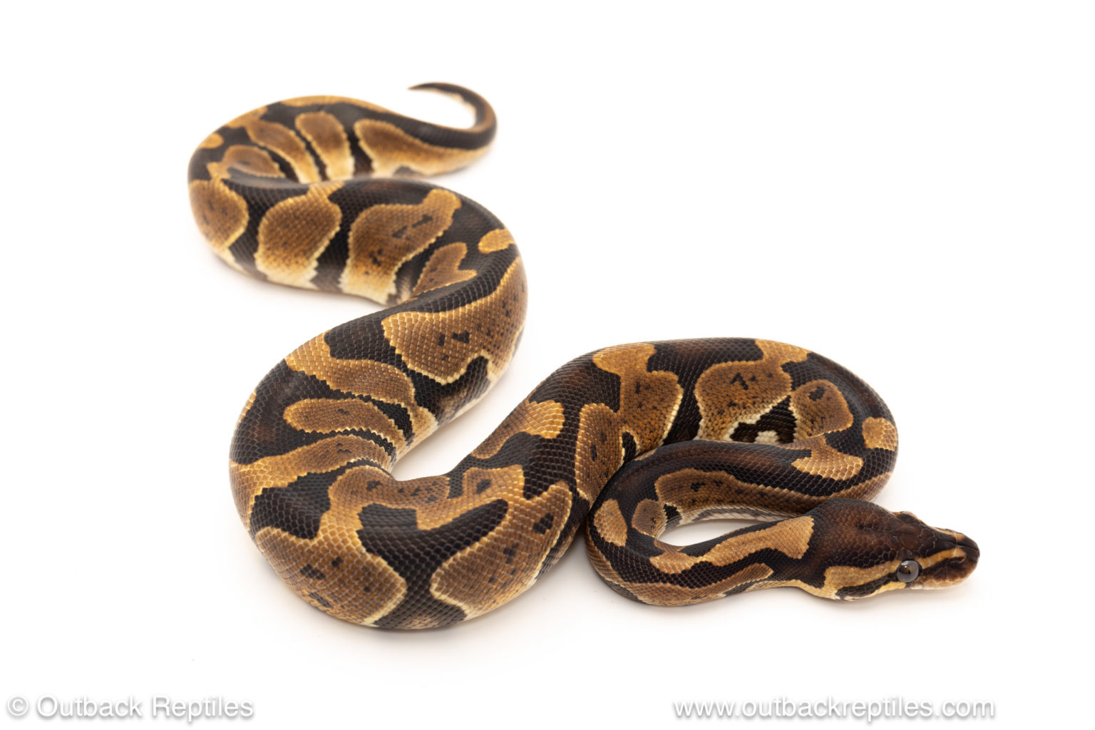 Out of Africa Ball Pythons | Outback Reptiles