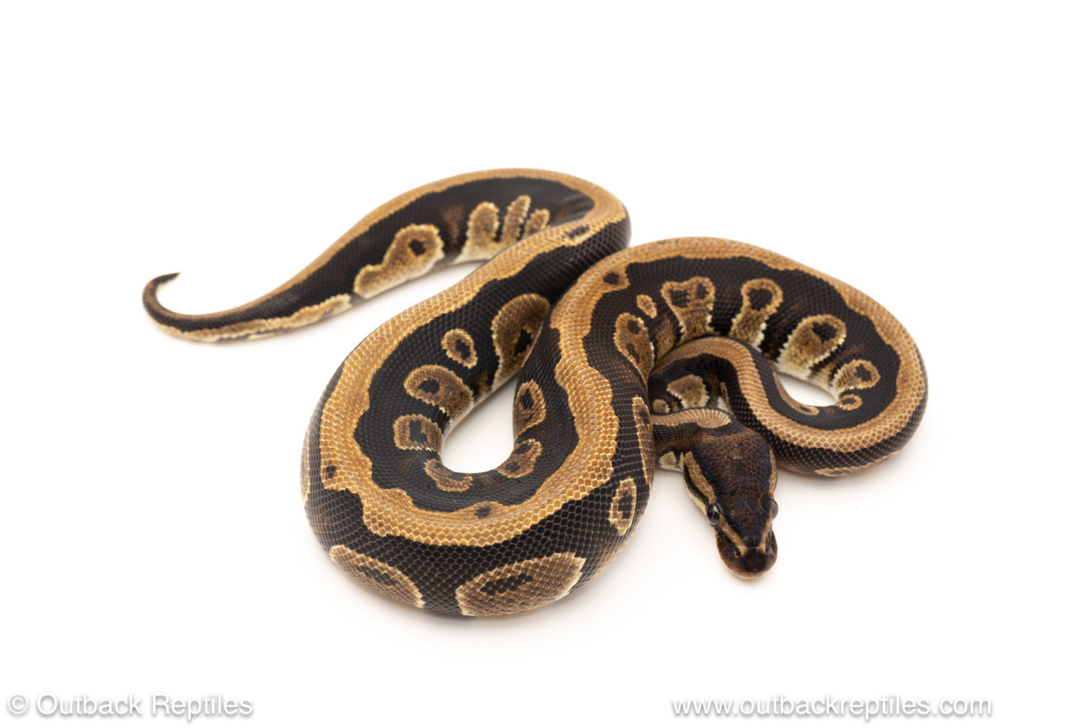 Out of Africa Ball Pythons | Outback Reptiles