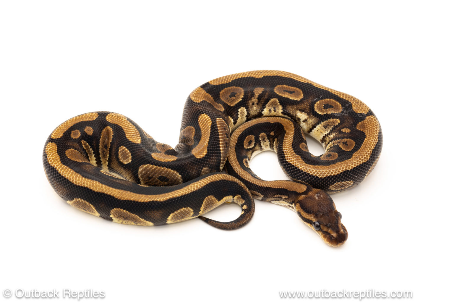 Out of Africa Ball Pythons | Outback Reptiles