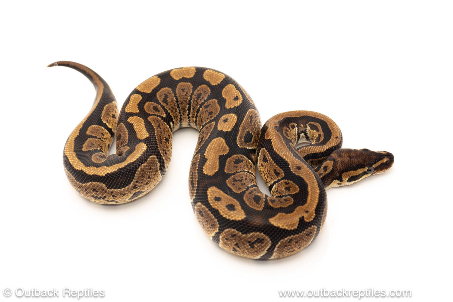 Out of Africa Ball Pythons | Outback Reptiles