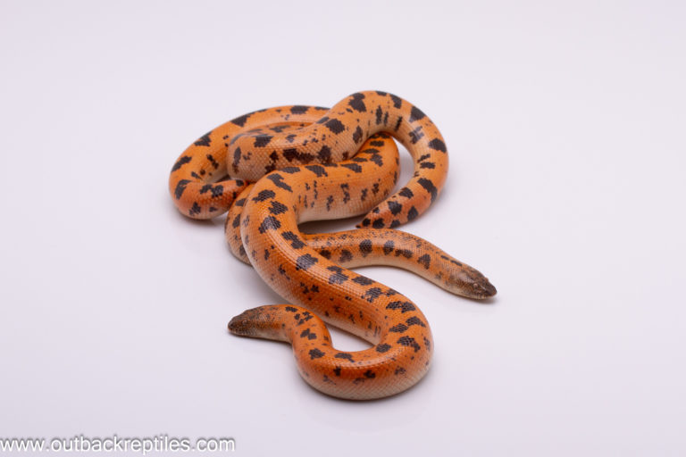 Outback Reptiles - Live Reptiles for Sale! | Outback Reptiles