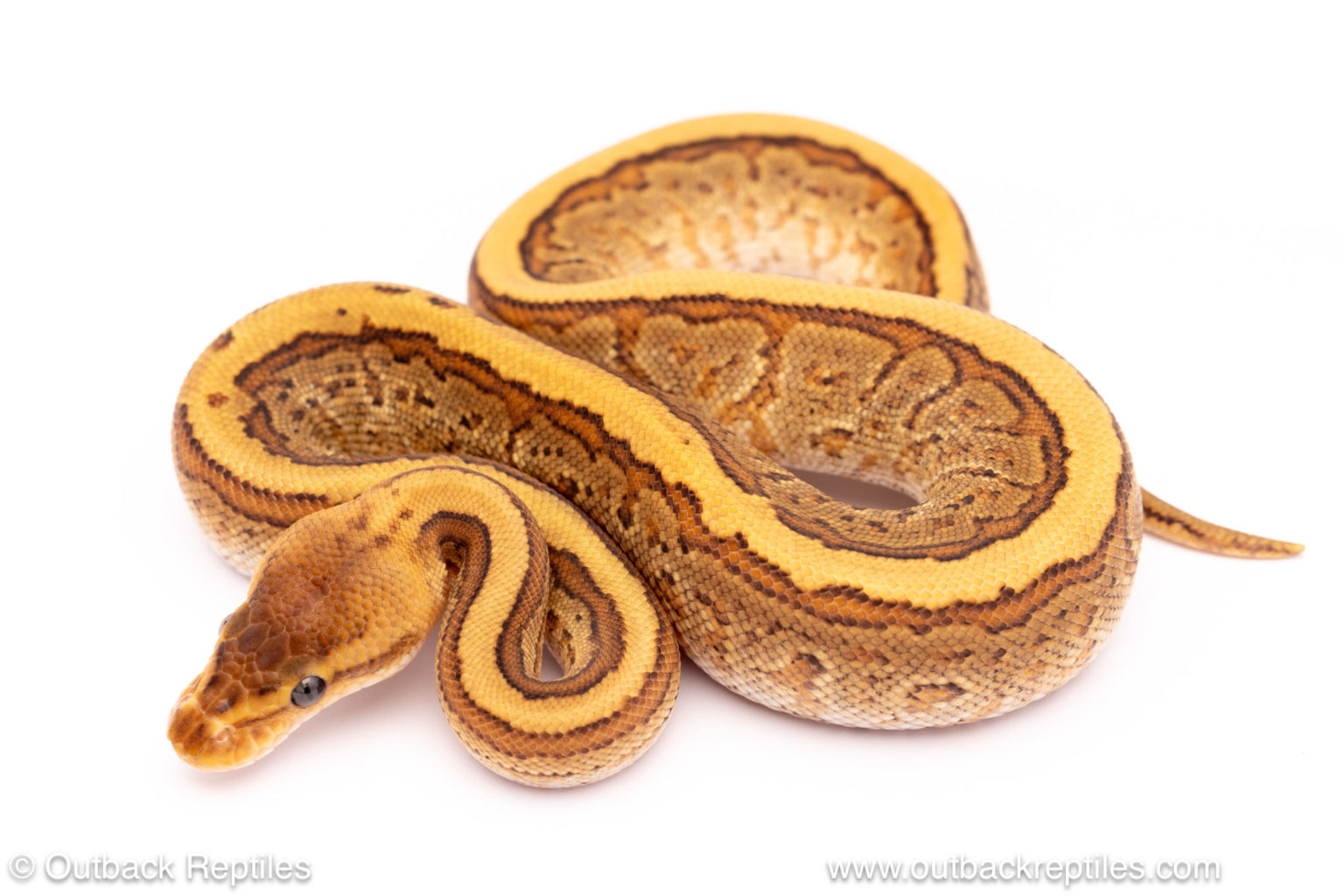 Ball Pythons for Sale | Outback Reptiles