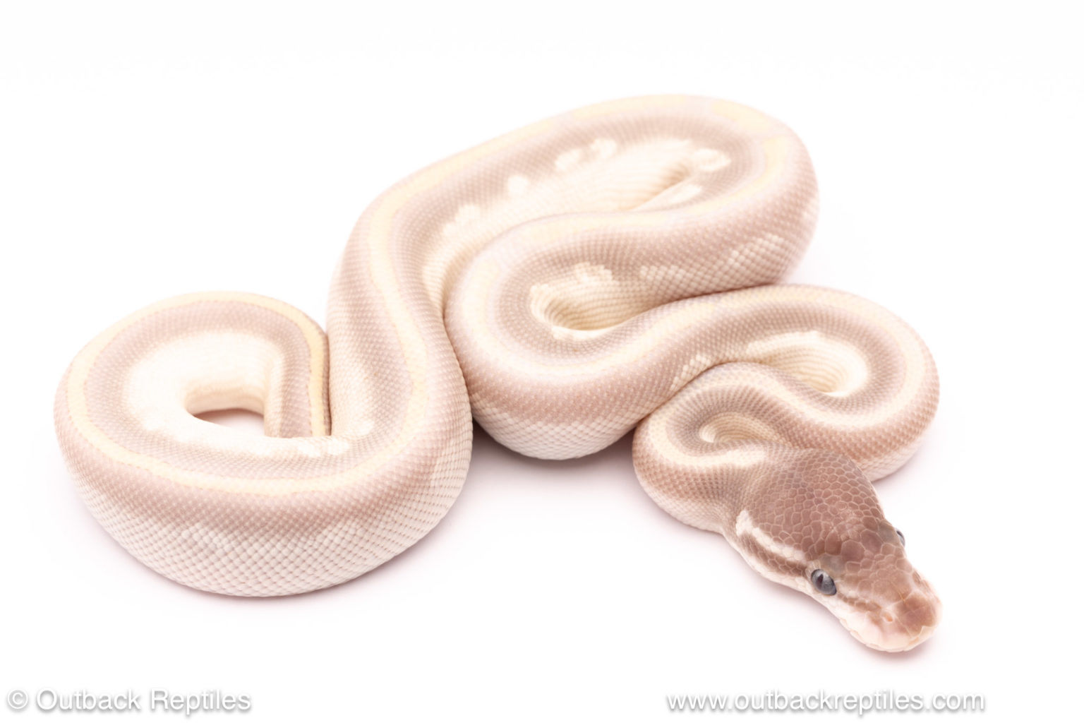 Outback Reptiles - Live Reptiles for Sale!