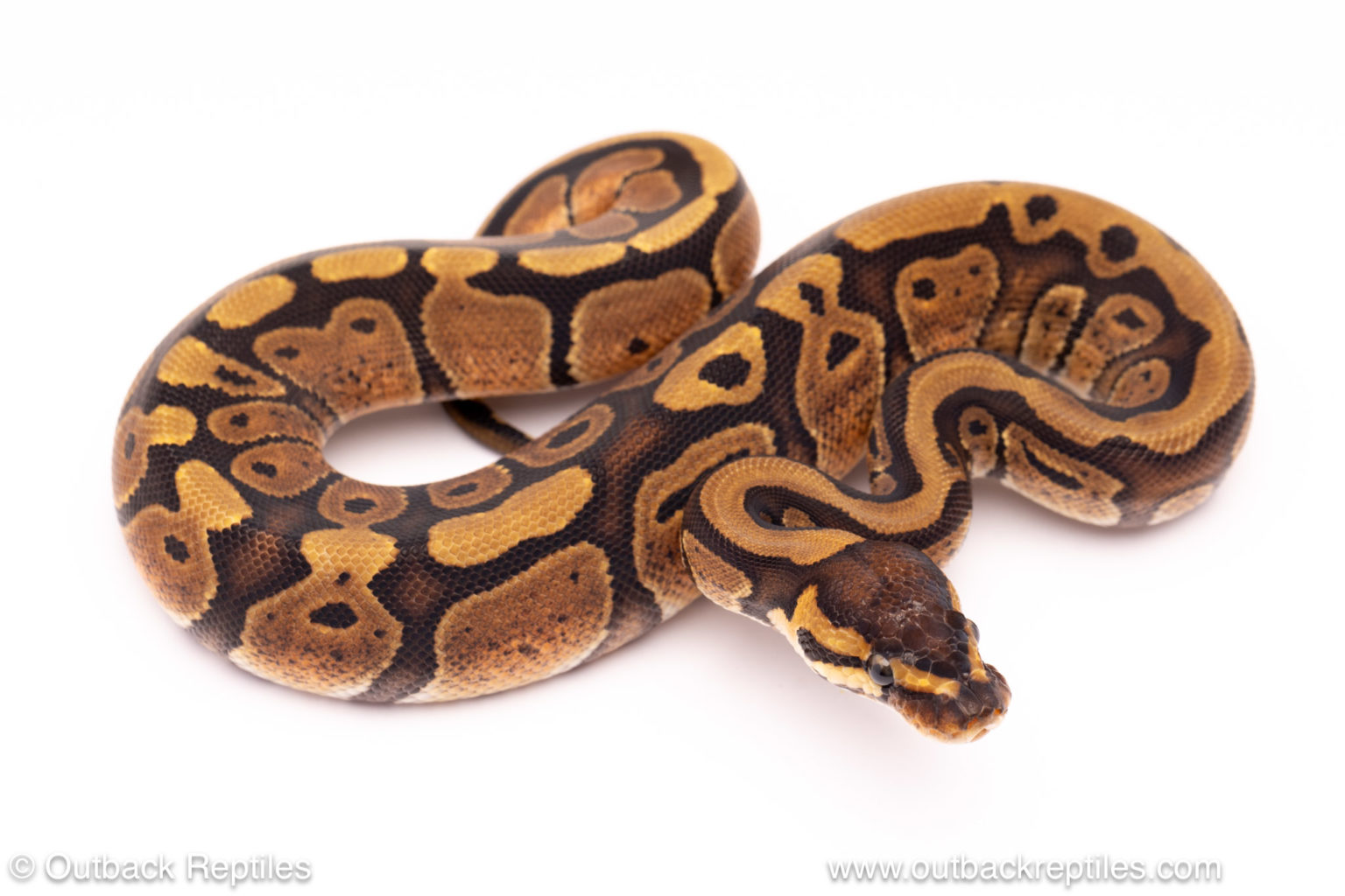 Captive Bred | Outback Reptiles