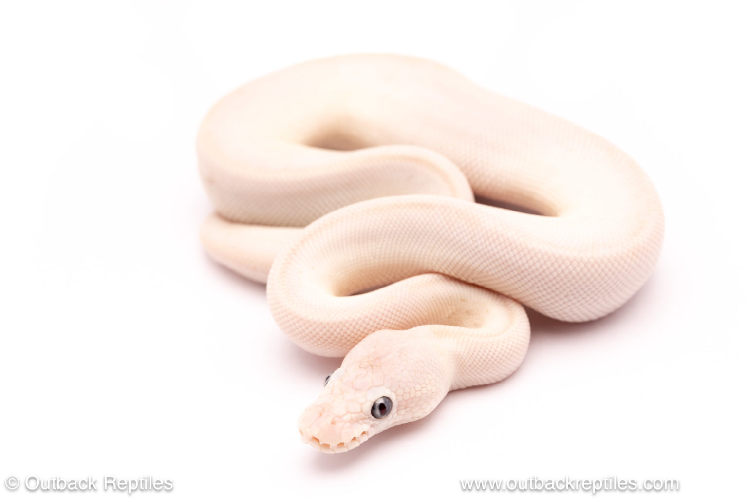 Captive Bred | Outback Reptiles