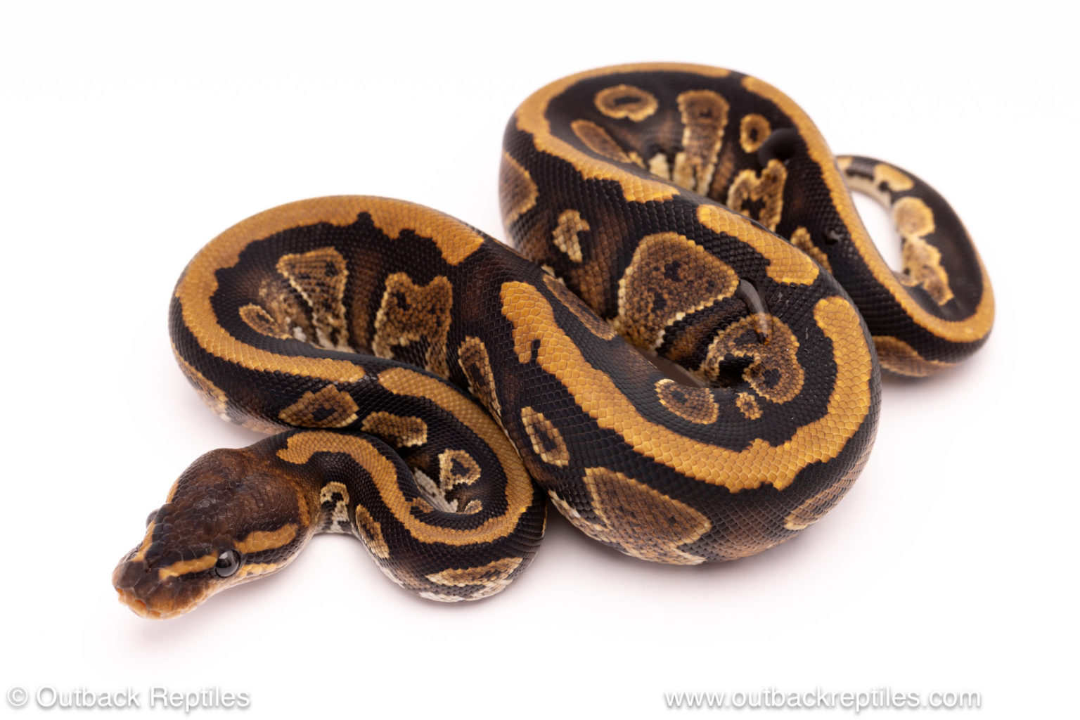 Captive Bred | Outback Reptiles